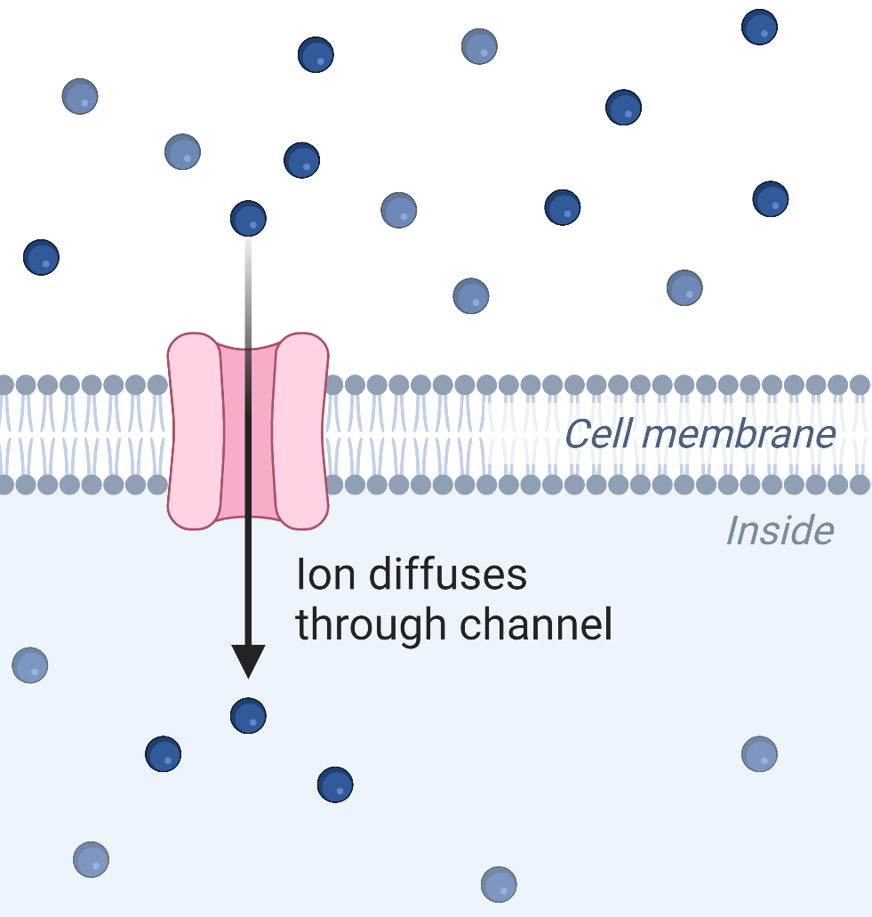 离子通道配体 - Enamine中国