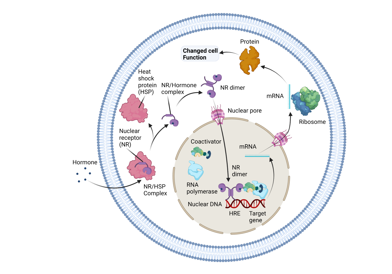 核激素受体配体 - Enamine中国