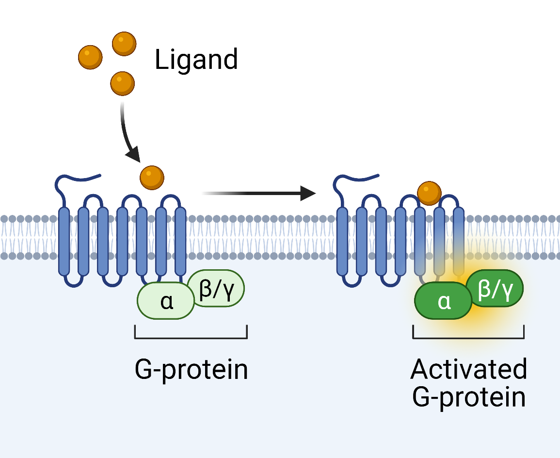 GPCR 结合配体 - Enamine中国